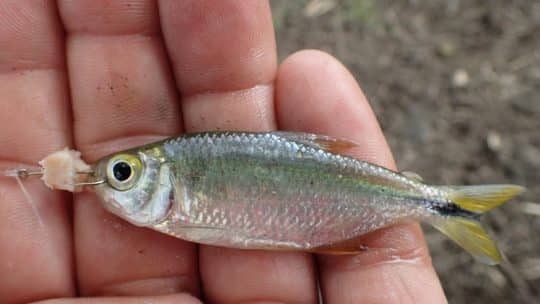 Pesca de Lambari: Saiba como pescar lambari - Pescaria S/A
