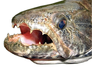 Mapa da Traíra no Brasil - Espécies e Regiões - Pescaria S/A