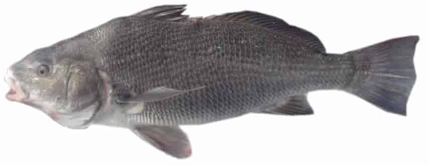 Diferença entre Burriquete e Miraguaia e como pescar - Pescaria S/A