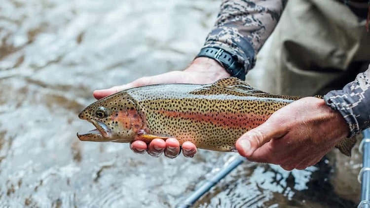 Onde pescar Trutas no Brasil? Conheça 5 locais! - Pescaria S/A