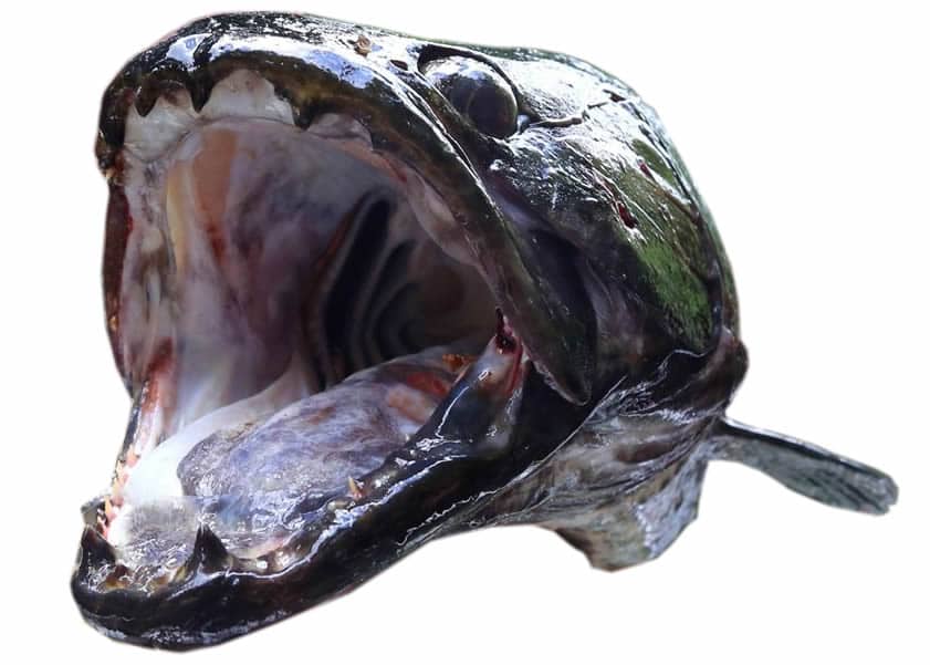 Tornasol x Trairão Amazônico: Os monstros da espécie Hoplias - Pescaria S/A