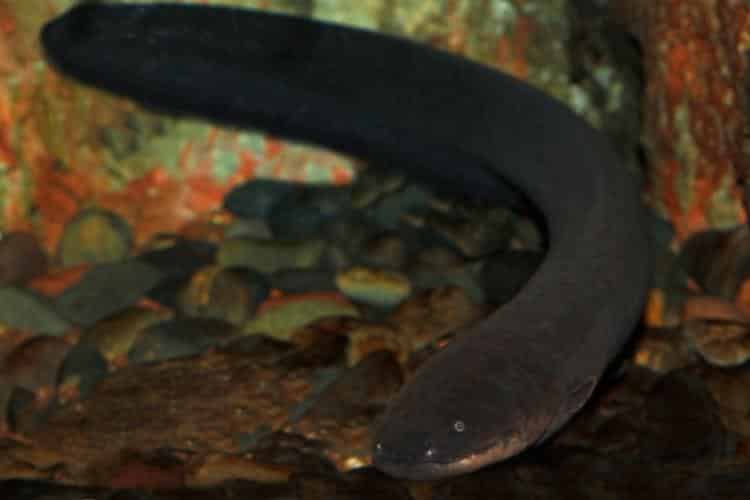 Monstros do Rio: os 4 peixes mais perigosos do Brasil - Pescaria S/A