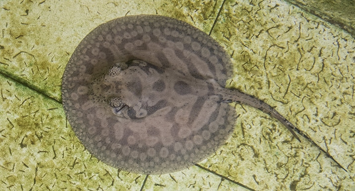 Peixe Arraia: espécies brasileiras de água doce e salgada - Pescaria S/A