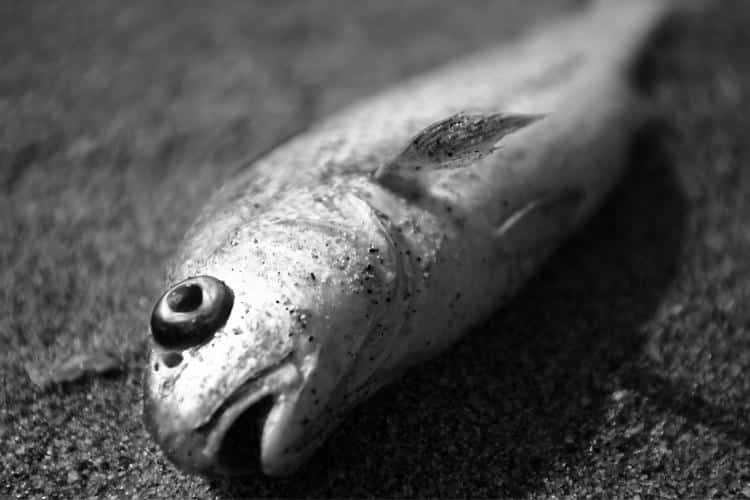 Significados de sonhar pescando peixe - Pescaria S/A