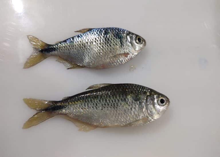 Cientistas da Embrapa reproduzem Lambari em laboratório - Pescaria S/A