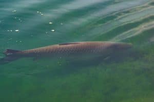 Como pescar Carpa Capim - Pescaria S/A