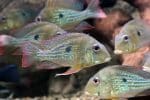 Acará ou Cará: saiba tudo sobre esse peixe - Pescaria S/A