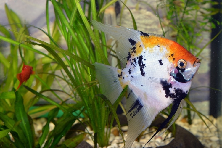 Acará Bandeira: tudo sobre o Pterophyllum Scalare - Pescaria S/A