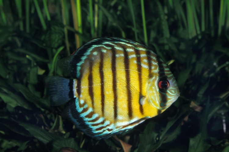 Acará Disco: Habitat, reprodução e dieta - Pescaria S/A