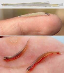 Peixe Candiru: o peixe que pode nadar até a uretra - Pescaria S/A
