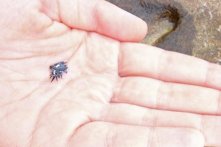 Dragão Azul do Mar: tudo sobre Glaucus Atlanticus - Pescaria S/A