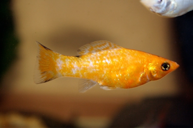 Molinésia: tudo sobre o Poecilia Sphenops - Pescaria S/A