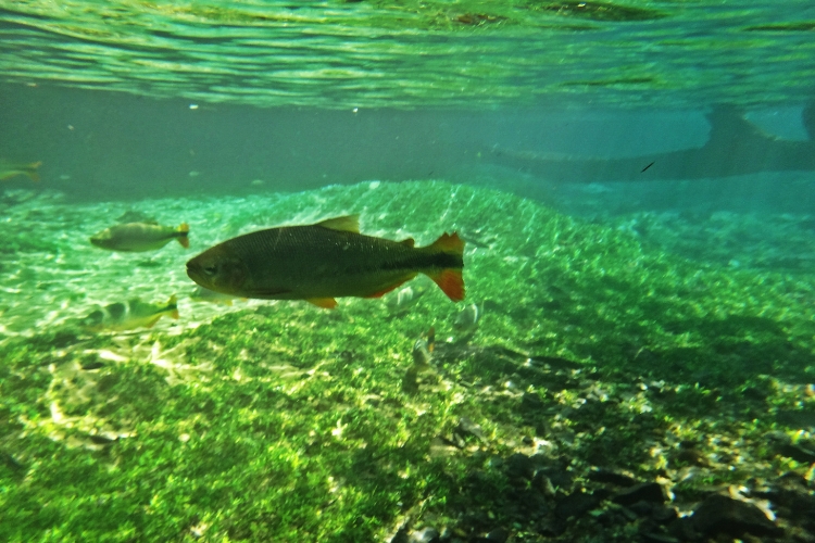 Como saber se posso pescar em um determinado rio ou represa? - Pescaria S/A