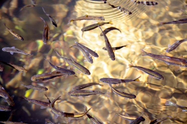 Lambari (Astyanax): tamanho, habitat, características da espécie ...