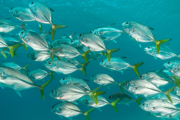 Xaréu Olhudo (Caranx latus): características, habitat, reprodução e ...