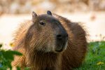 Capivara (Hydrochoerus hydrochaeris): características, habitat ...