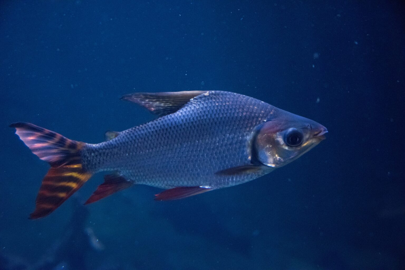 Curimbatá: características, habitat, alimentação, como pescar ...