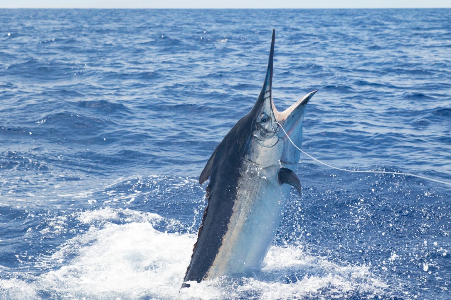Pesca de Marlin no Brasil: guia completo! - Pescaria S/A