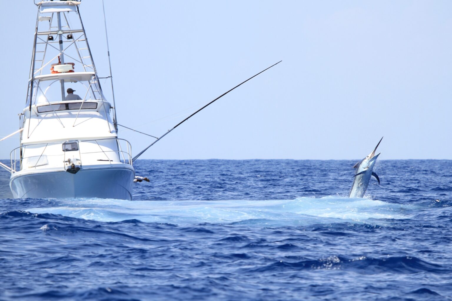 Pesca de Marlin no Brasil: guia completo! - Pescaria S/A