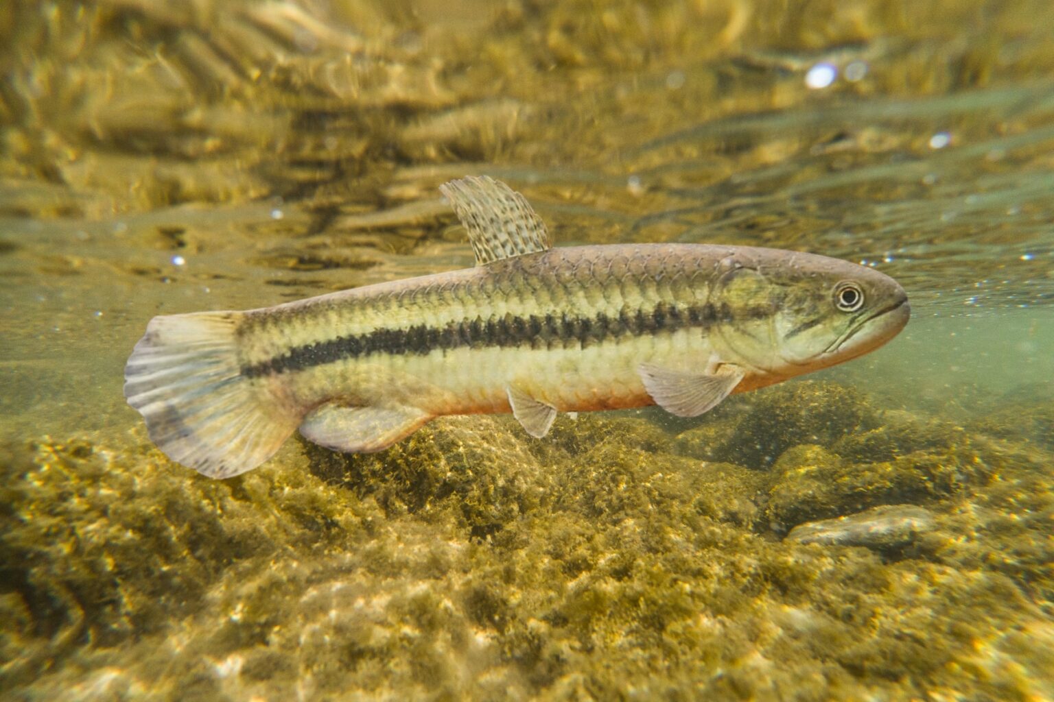 Peixe Morobá ou Jejú (Erythrinus erythrinus): características, habitat ...