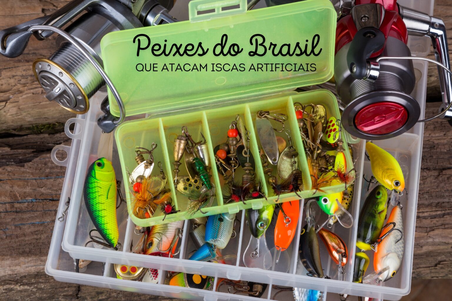 Trairão Tornasol (Hoplias lacerdae): tudo sobre a espécie - Pescaria S/A