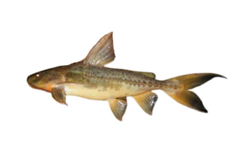Peixe Armau (Pterodoras granulosus): tudo sobre a espécie - Pescaria S/A