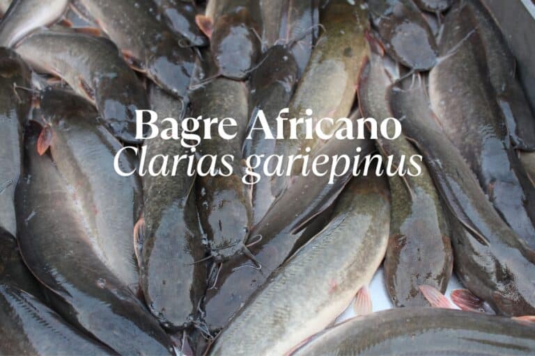 Tipos de peixes: principais formas de classificar os peixes - Pescaria S/A