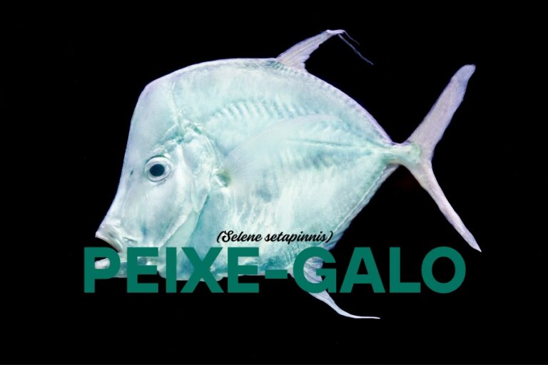 Peixe-Galo: características, habitat, reprodução e mais - Pescaria S/A