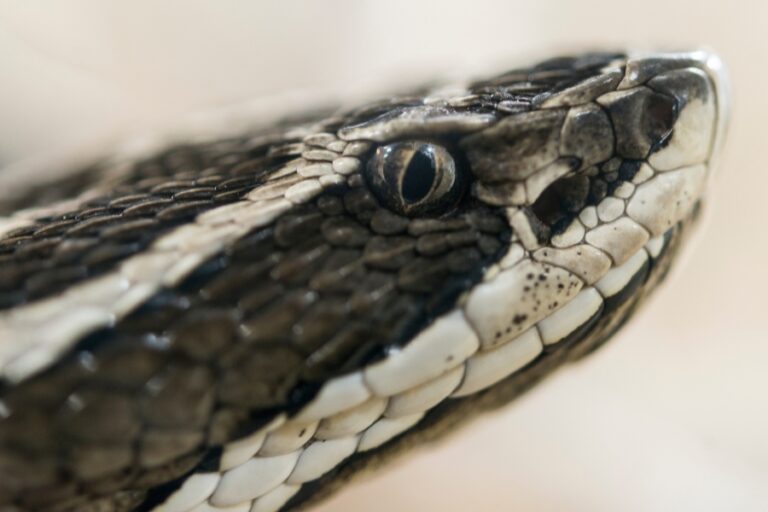 Cobra Urutu-cruzeiro (Bothrops alternatus): tudo sobre essa espécie de ...