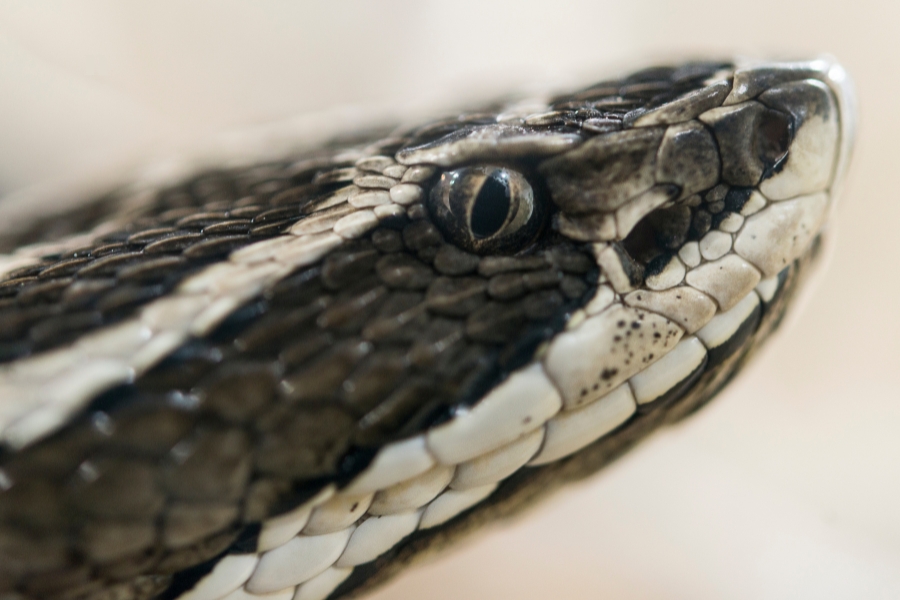 Cobra Urutu-cruzeiro (Bothrops alternatus): tudo sobre essa espécie de ...