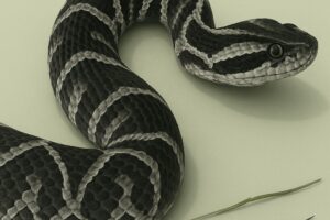 Cobra Urutu-cruzeiro (Bothrops alternatus): tudo sobre essa espécie de ...